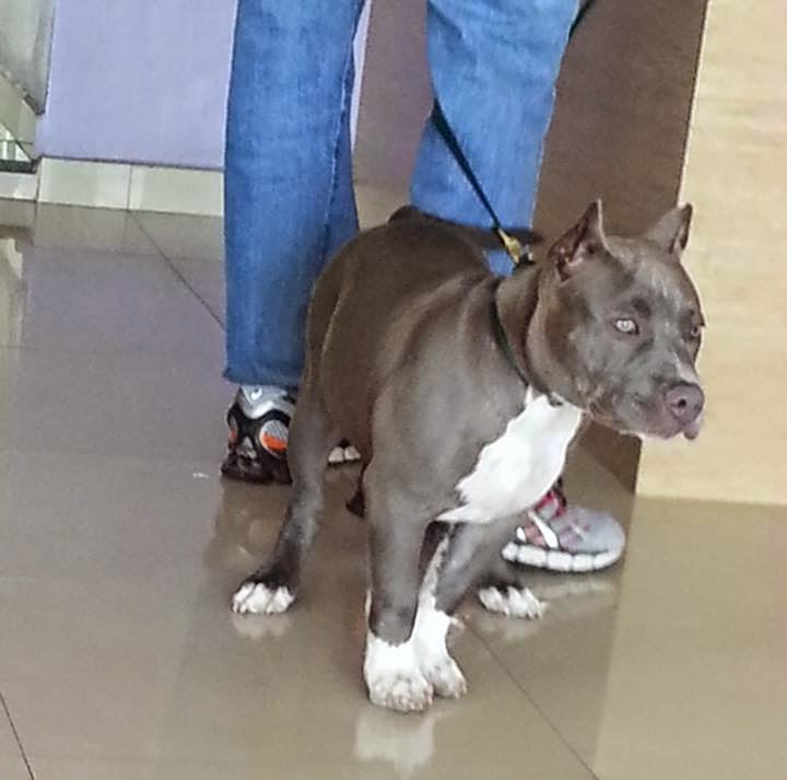 Carvalho Bulls: O American Bully - Origem Carvalho Bulls: O American Bully - Origem
