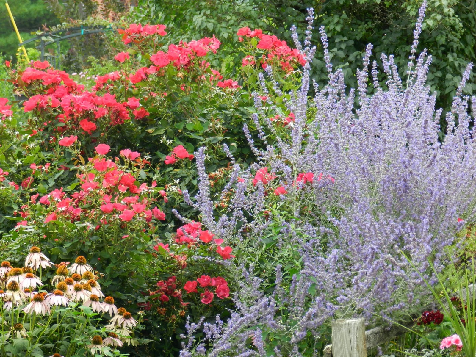 Prairie Rose's Garden: August Bloom Day