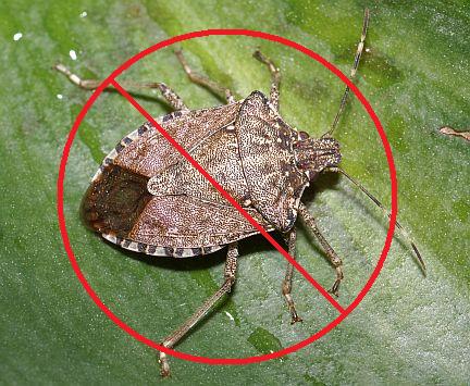 Die Stink Bugs, Die!