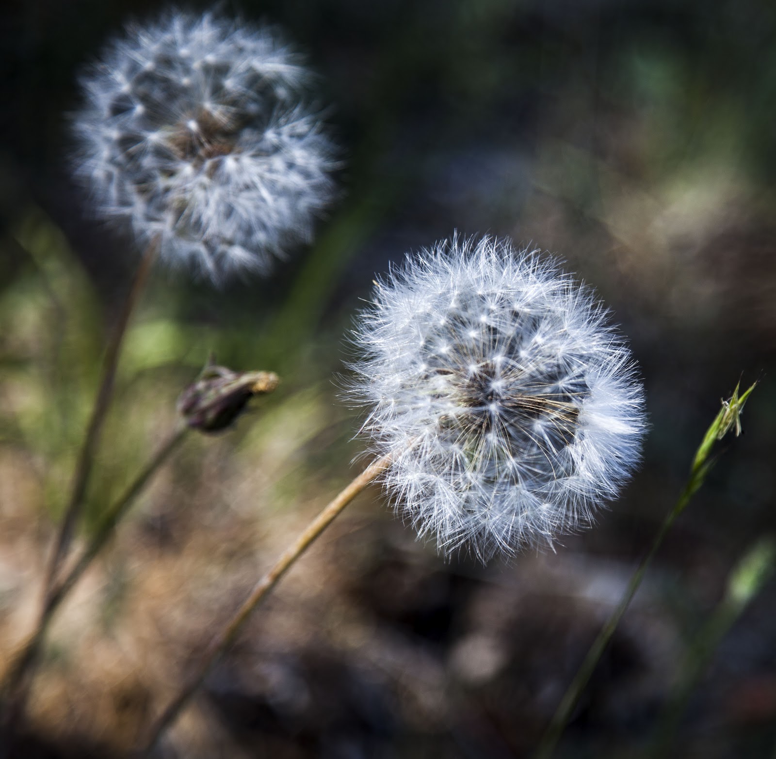 Walking Arizona: Ghost Flowers