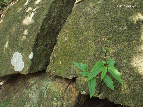 The rainforests of Borneo & Southeast Asia: Begonia geoffrayi from Vietnam