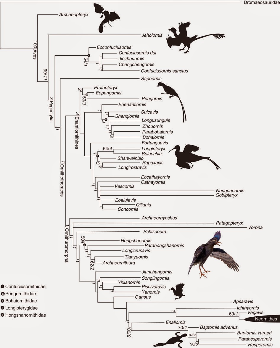 Species New to Science: [PaleoOrnithology • 2015] Archaeornithura ...