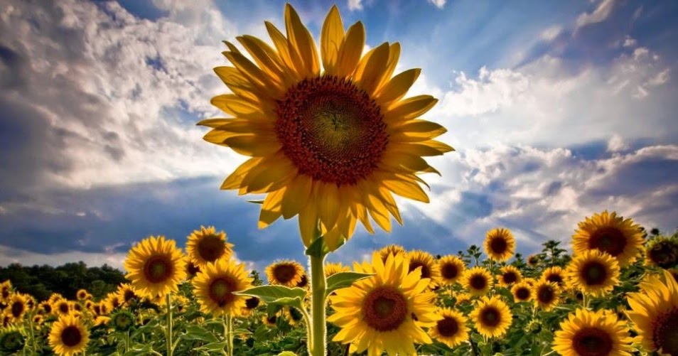 Las angiospermas: características generales - Biología