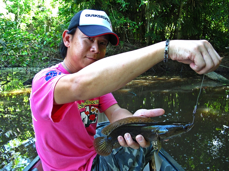 ANGLING WORLD 魔魚釣界: Forest Snakehead