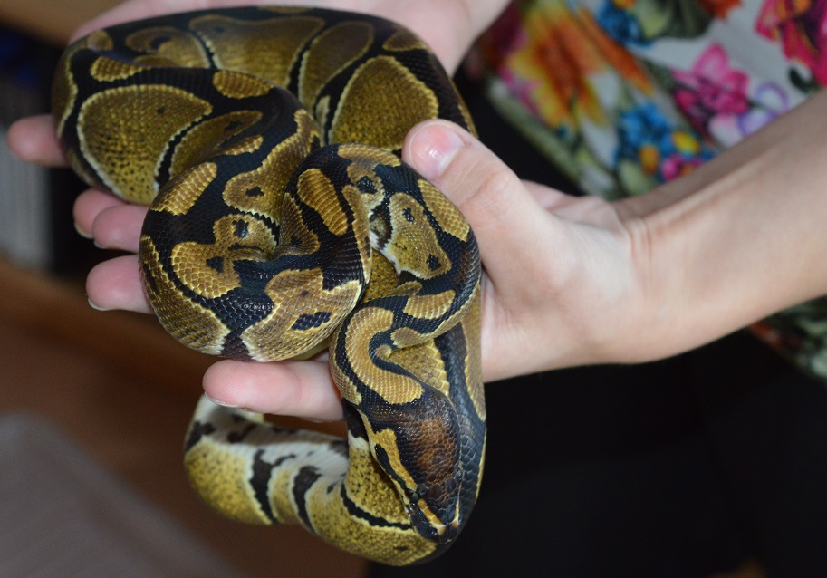 Monenlaisia mönkijöitä: Kuningaspyton senkun kasvaa