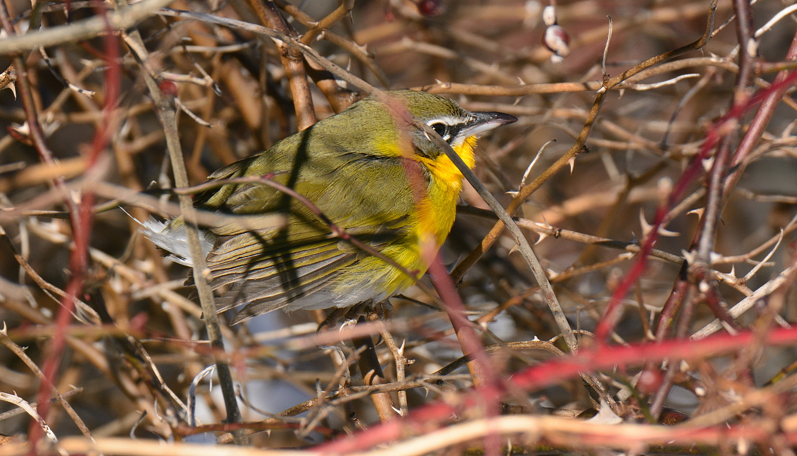 Turbo's Track and Photo Tour: Yellow Breasted Chat, Song Sparrow ...