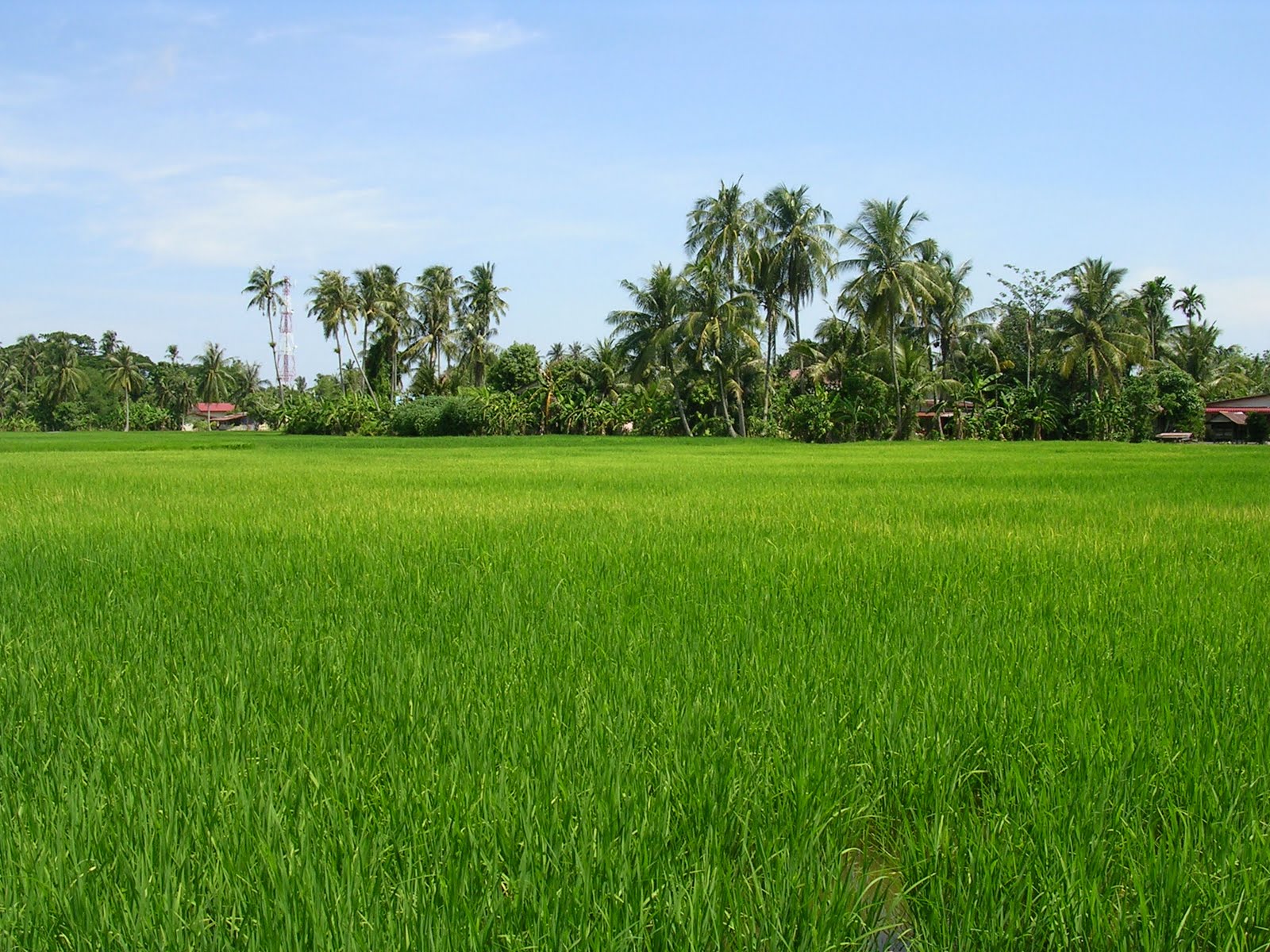 Nukilan Hati...: Sepagi Di Bendang....