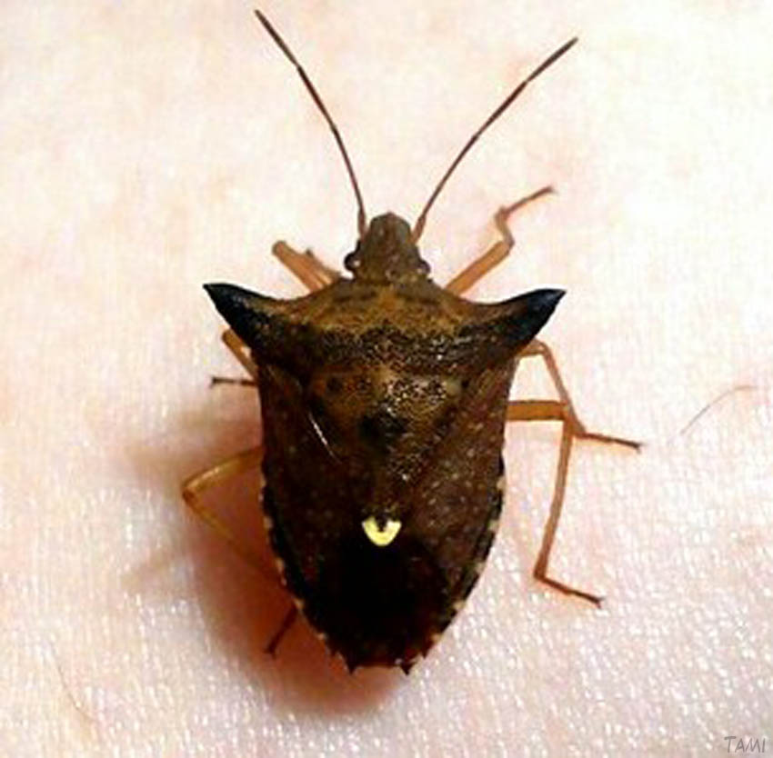 Inseto Pequeno Marrom Redondo Que Voa - RETOEDU