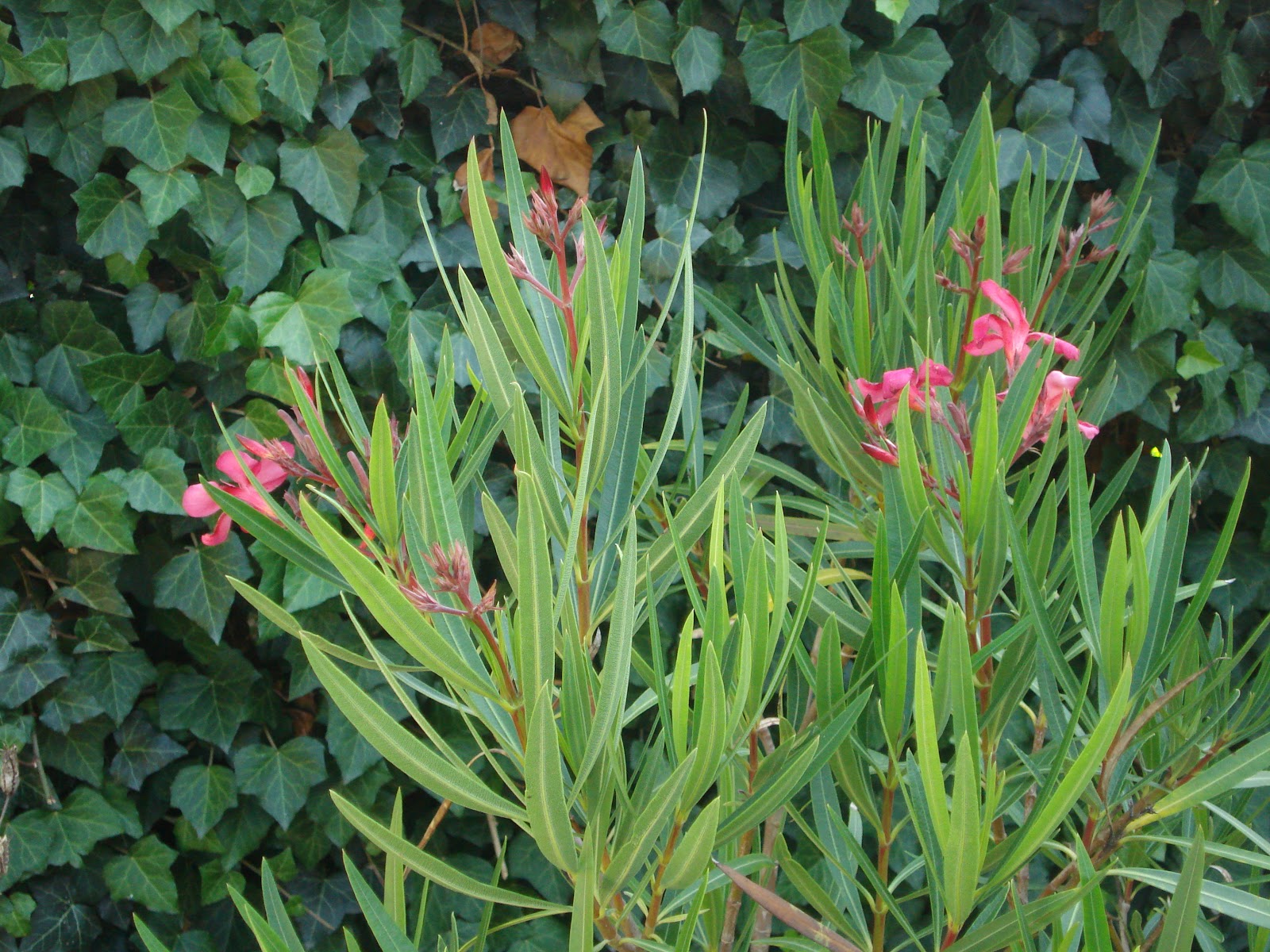 Grădină şi călătorii: Flori exotice