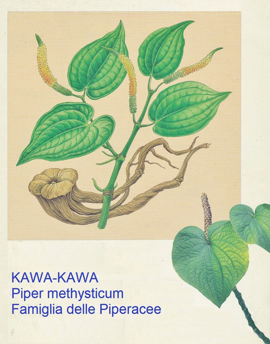 KAWA-KAWA, contro ansia e insonnia - Blog di pociopocio