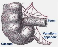 NURSHAFIRA ♡♕: Appendiks? Apa tu appendiks???