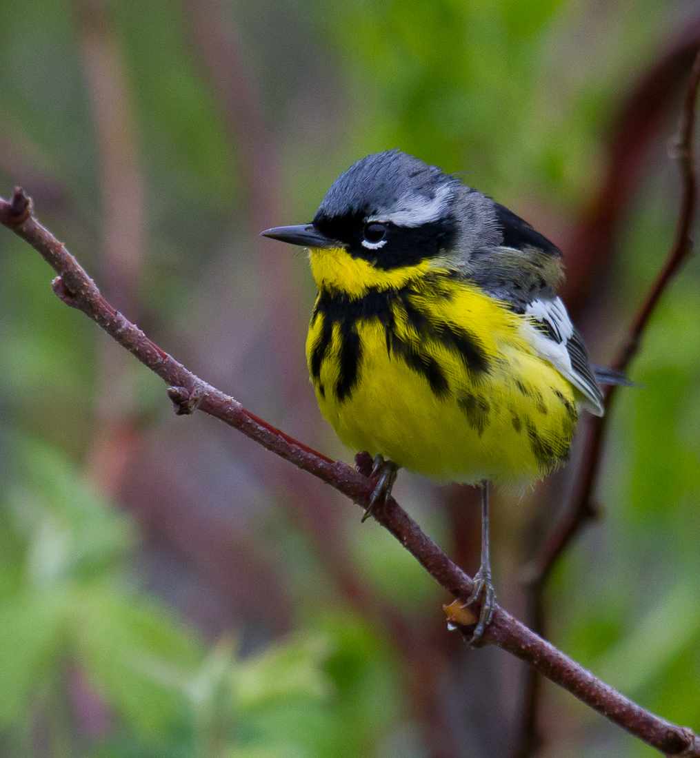 Surner Birding: Monhegan Island, Maine