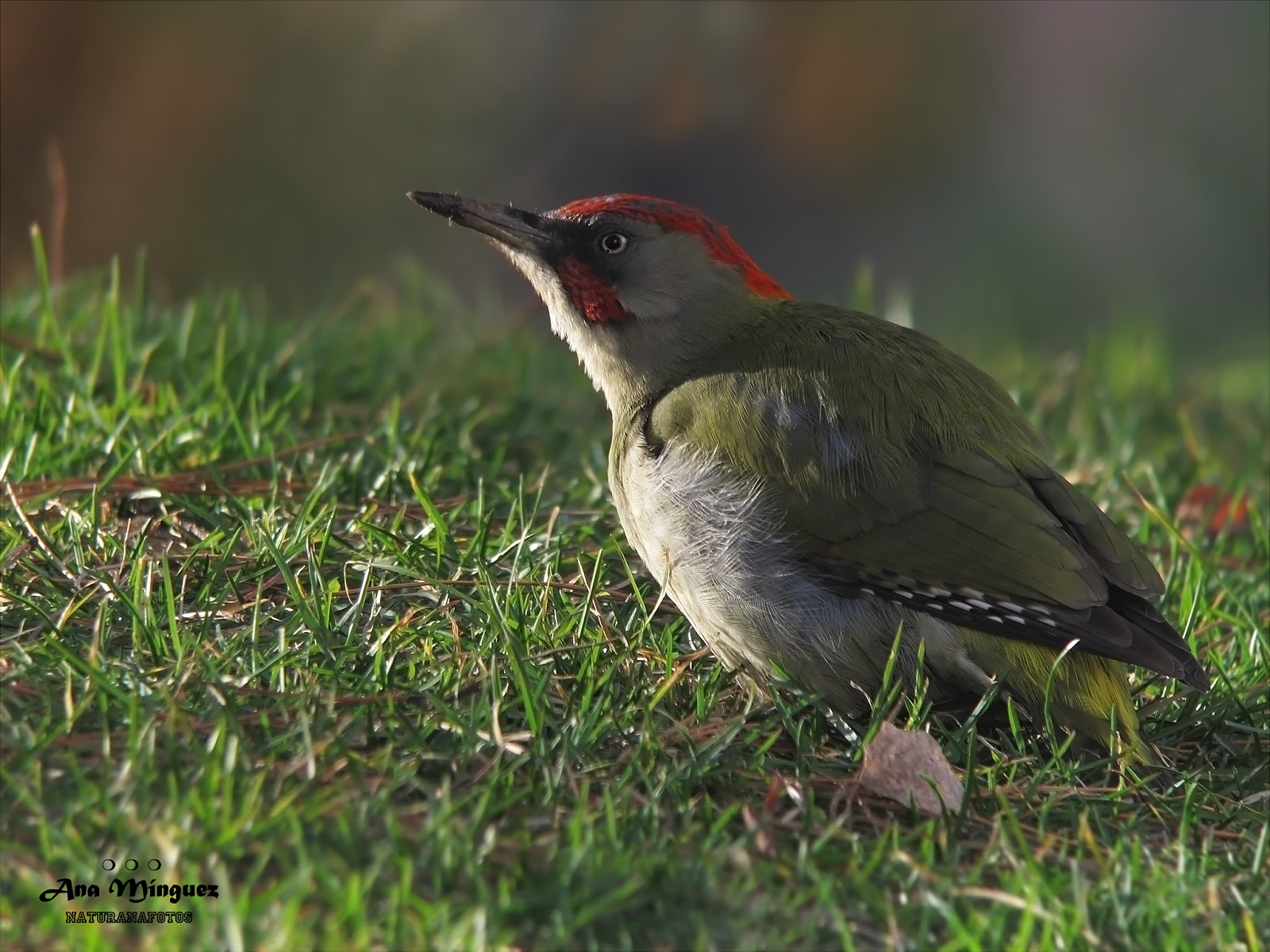 NATURANAFOTOS: marzo 2018