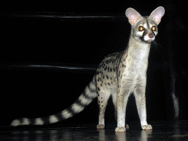 mainly mongoose: Intruder rampant