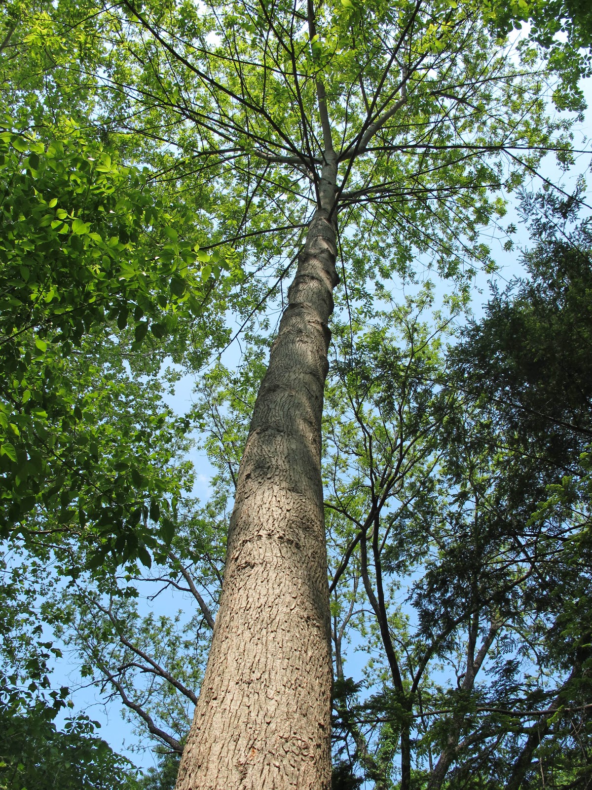 Bitternut Hickory Tree Id