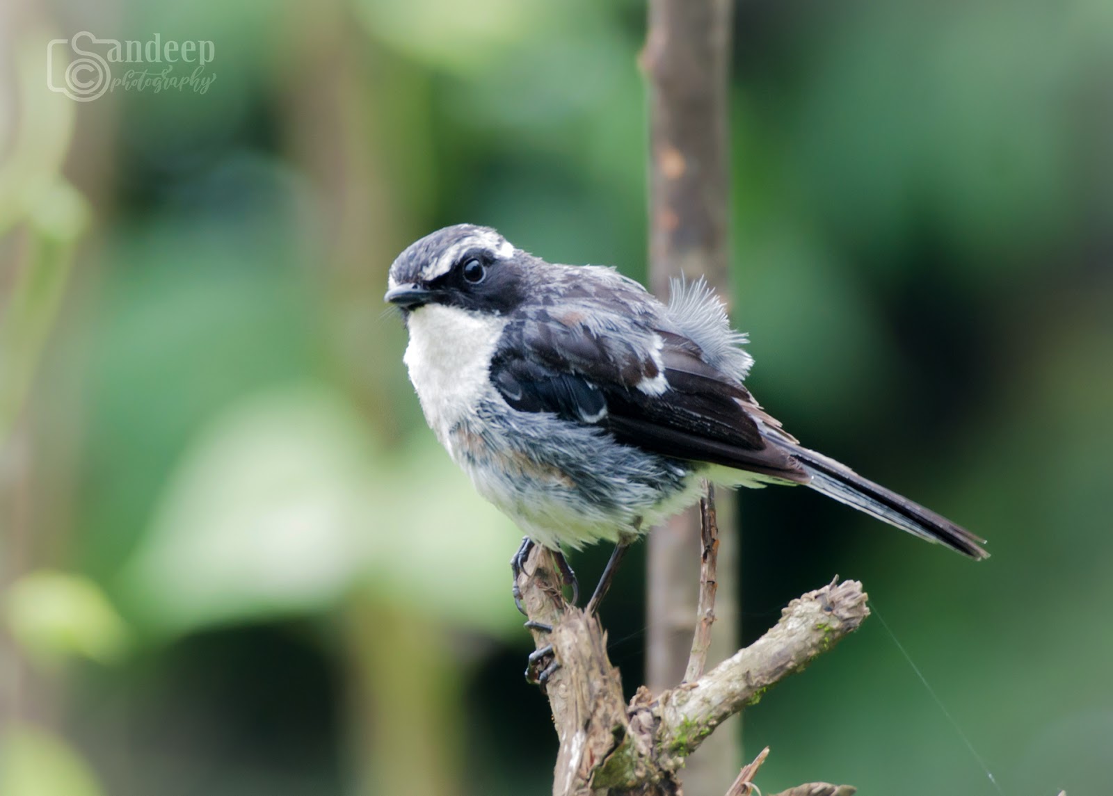 SHARING OPINION: BIRDS OF ARITAR & SIKKIM