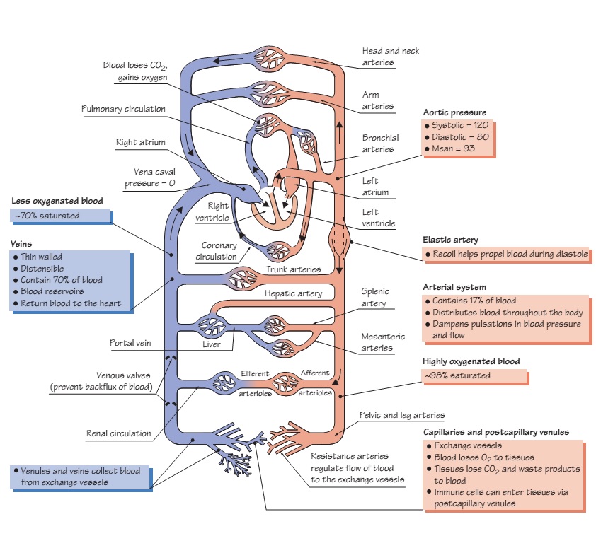 Overview of The Cardiovascular System - The Health Scientist
