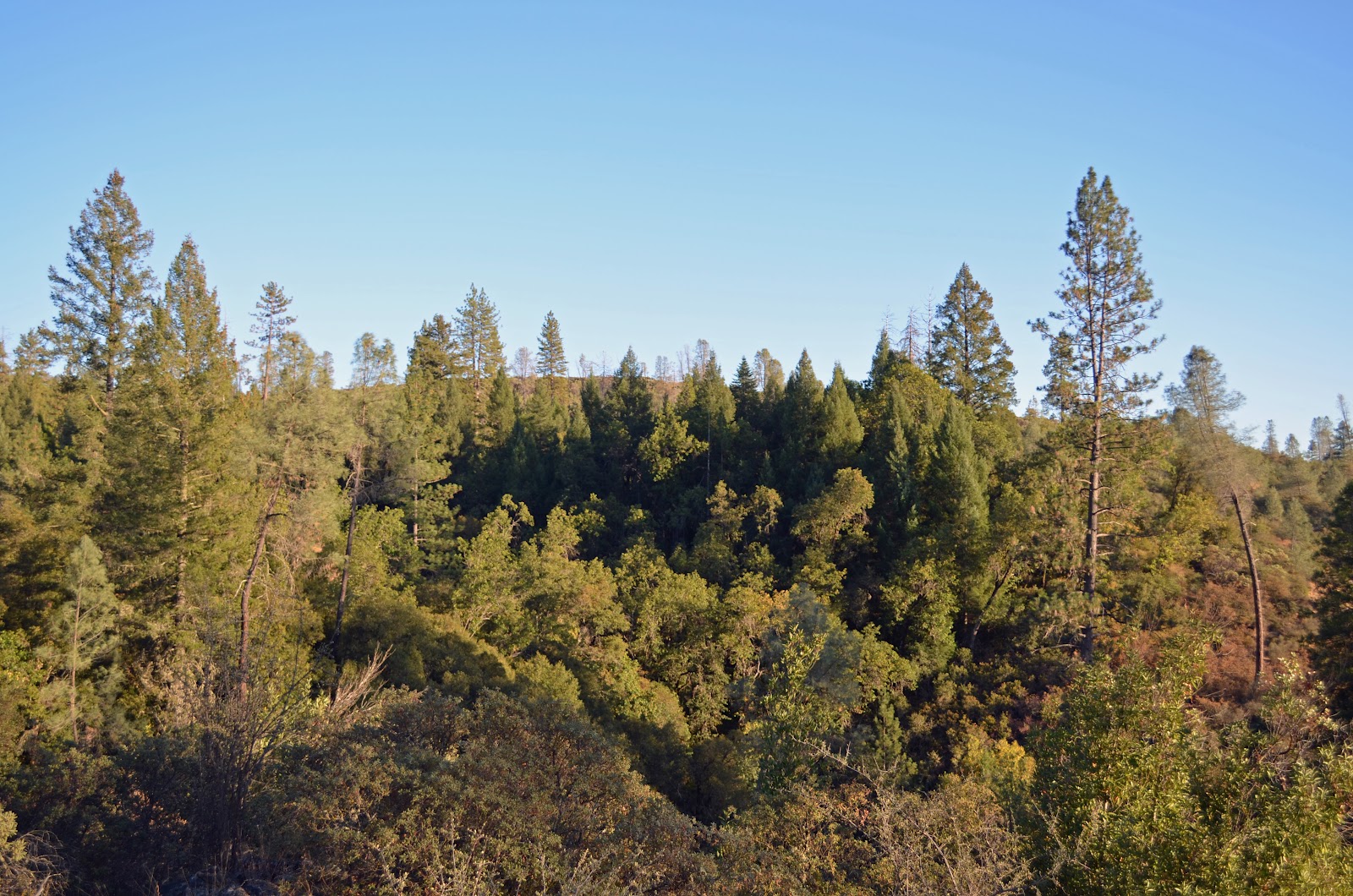 Discovering Ranch Life: Stifle Claim and Traverse Creek Loop Trail