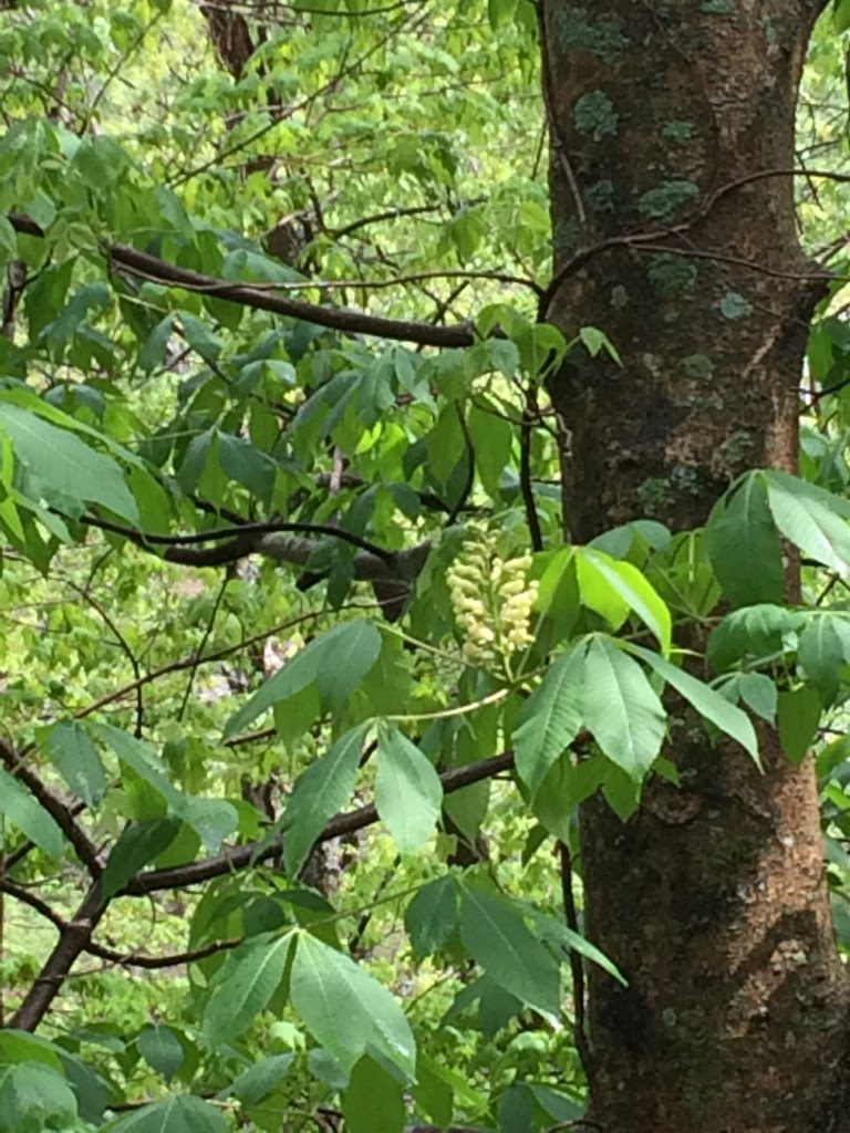 West Virginia Native Wildflowers-The Big Year, 2013: White Showy Orchis ...