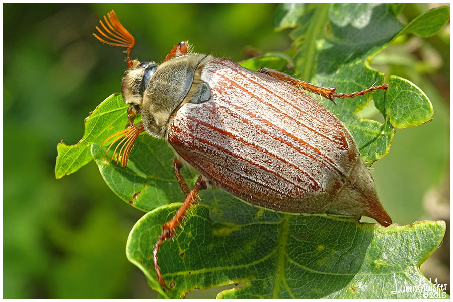 LH VANDAAG: Gewone Meikever (Melolontha melolontha) op de eerste dag ...