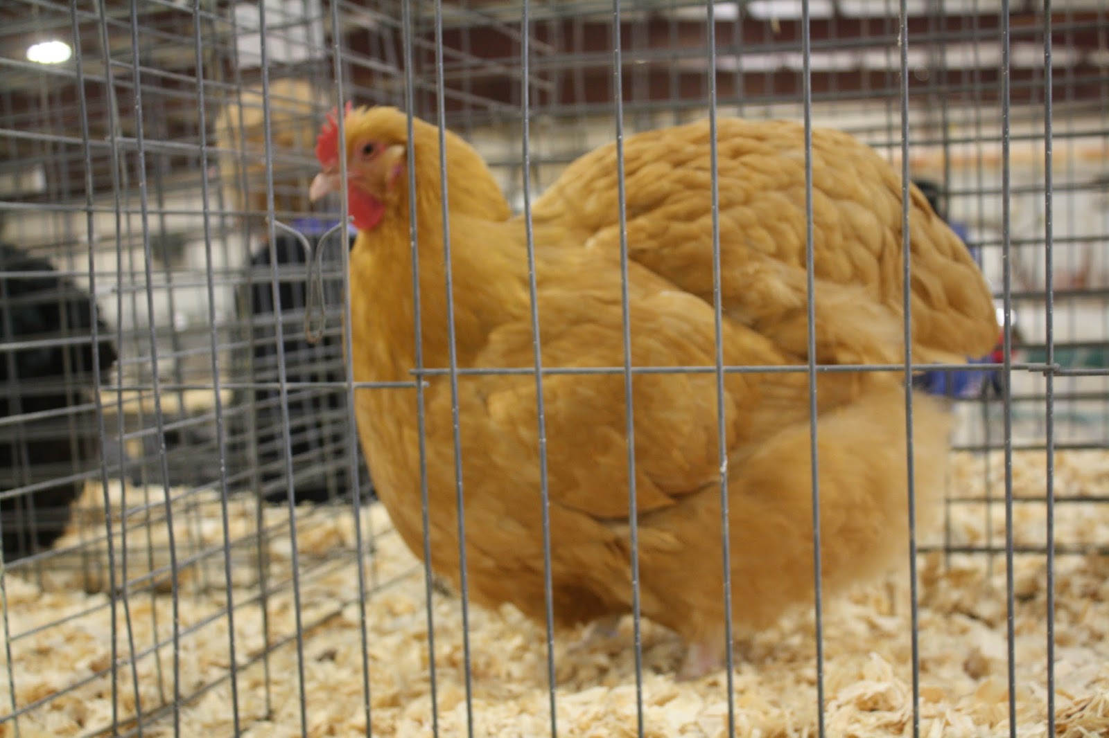 The Edible Garden: Tucson Poultry, Pigeon and Fancy Fowl Show