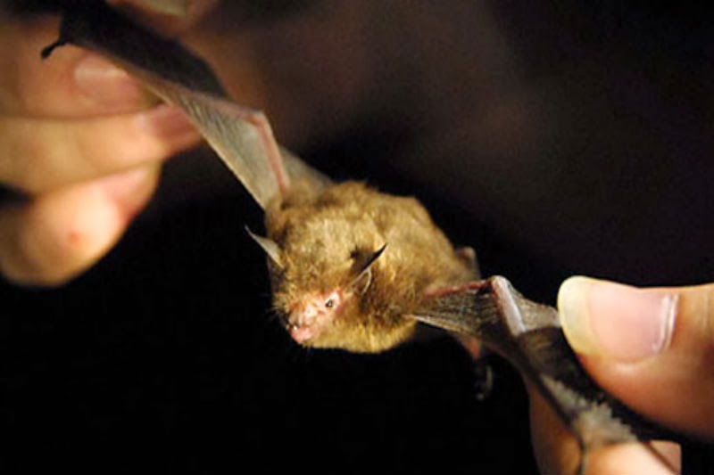 Joy in Thailand: Il Kitti's hog-nosed bat