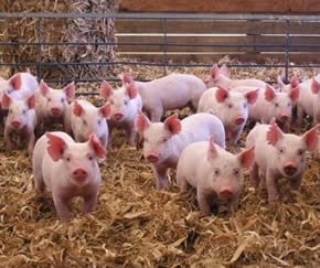 pigfarming — Pig Farming in Australia