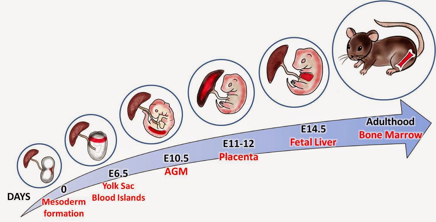 Medical School Art: September 2014