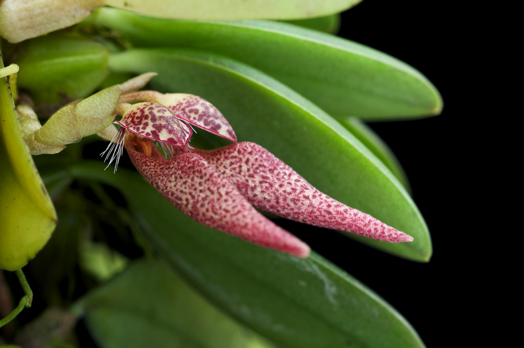 Bulbophyllum mirum care and culture | Travaldo's blog