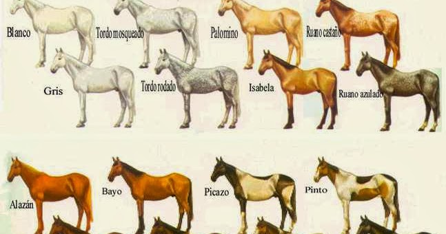 CaballosMiPasión: Colores de los caballos. Preciosos