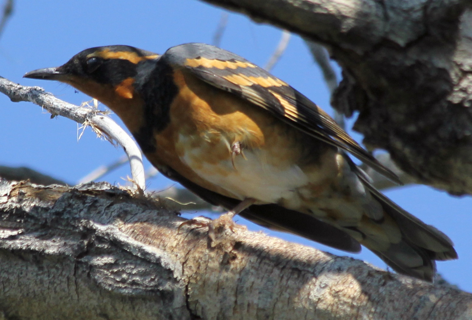 Big Bend - Texas Nature: Varied Thrush! Christmas Mtns Oasis!