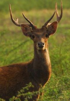 Mengenal Fauna "ENDEMIK" Nusa Tenggara Barat (NTB) - Hf Blog