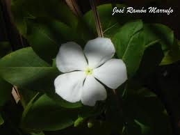 El Lirico Vuelo de La Libelula: EL LUCERO Y LA VICARIA, ( BERTHA D ...