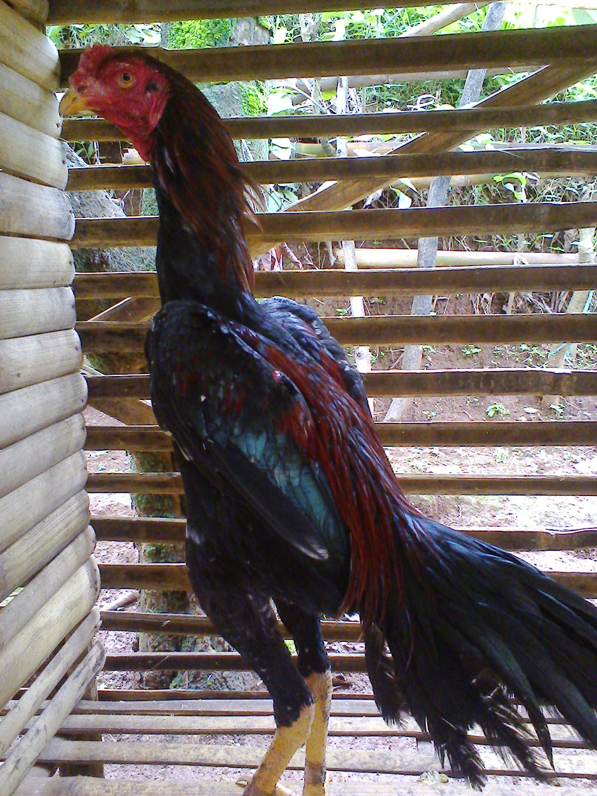 Ayam Bangkok F1 Saigon F1 Probolinggo Cock Fighter (PCF): Ayam Bangkok ...