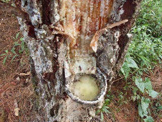 9 Khasiat Getah Pohon Pinus Atau Cemara Untuk Kesehatan | Khasiat