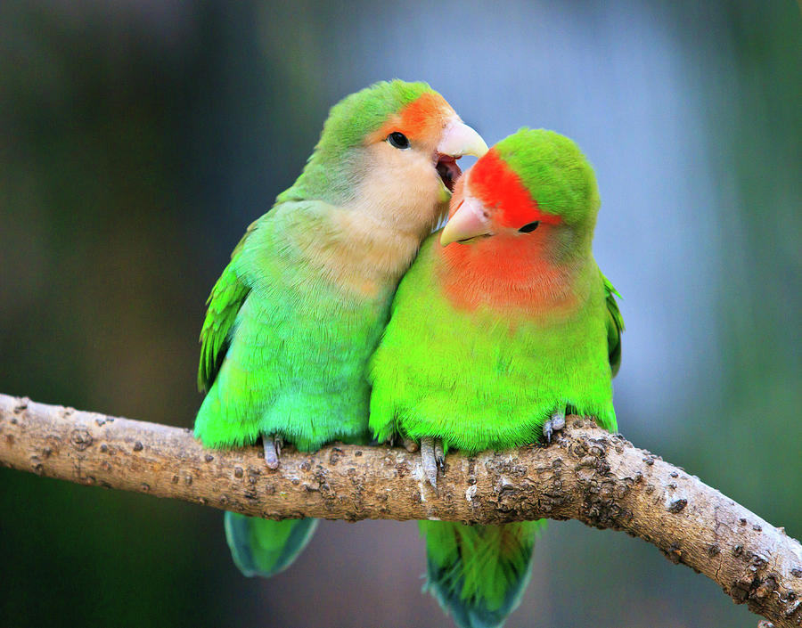 Kicau Burung: Burung Lovebird