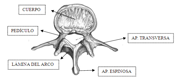 Que Es Apofisis Transversa - Citas Romanticas Para Adultos En Cuba