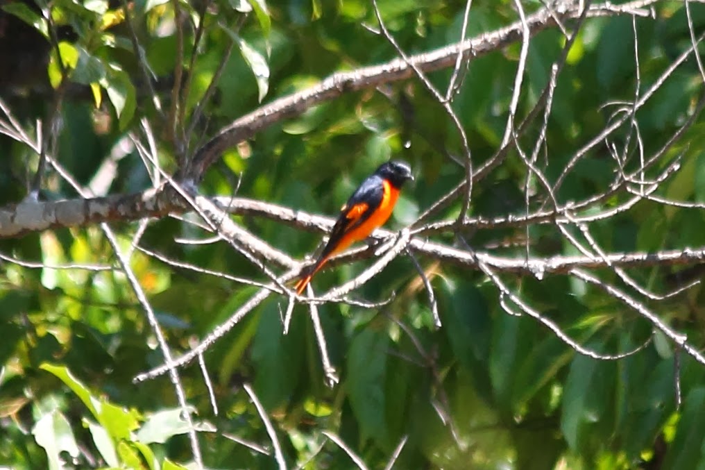 Birding ! Driving ! Soul-searching !: Birds of Thattekad - Birds of ...