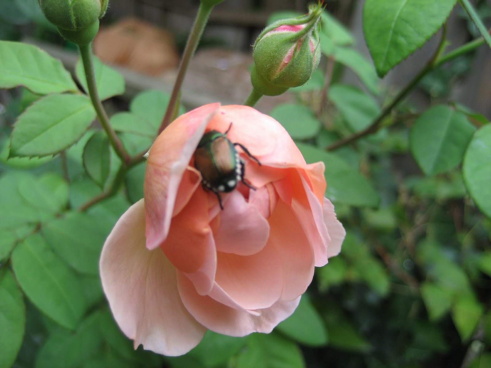 Thanksgiving Thanksgiving - Beth Kaplan