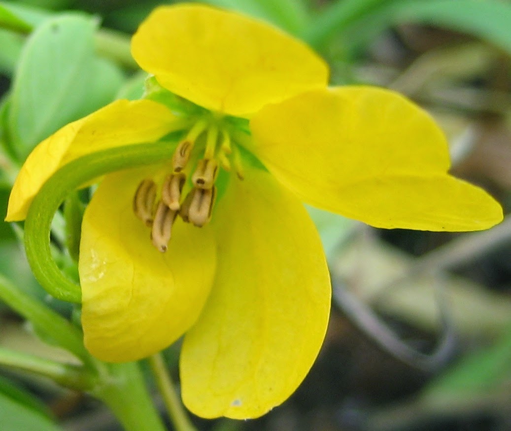 Discovering His Creation: Sicklepod - Chinese Senna - Arsenic Weed ...