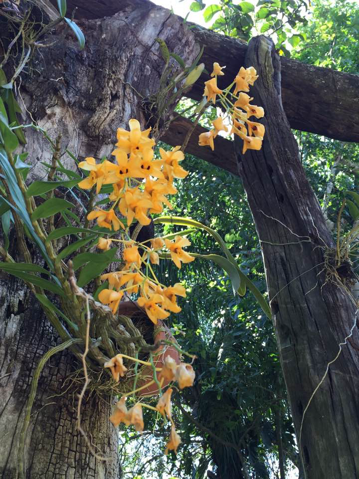 365 Days in Bolivia: February 8, 2017 - Mariposario Guembe