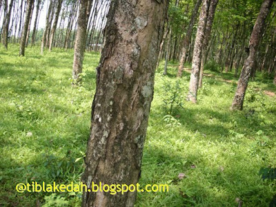 TERATAK IMPIAN BUKIT LALA: PEMULIHAN DAN VITAMIN POKOK GETAH