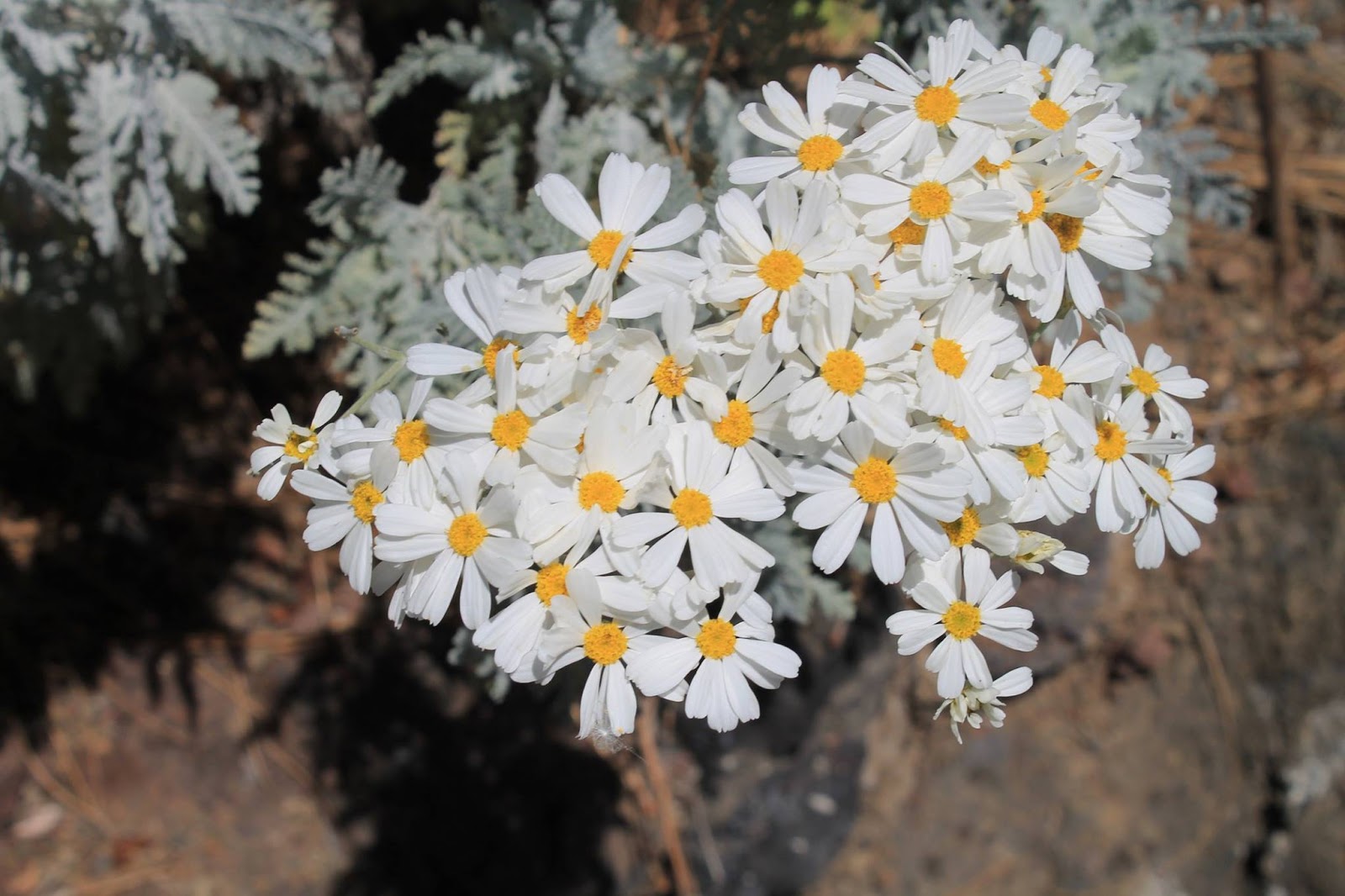 Gonospermum ptarmiciflorum (Webb & Berth.). Margarita plateada.