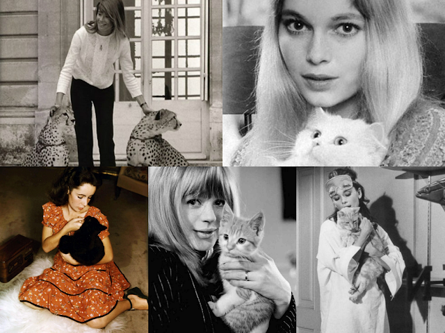 Starbucks and Jane Austen: Cat Lady