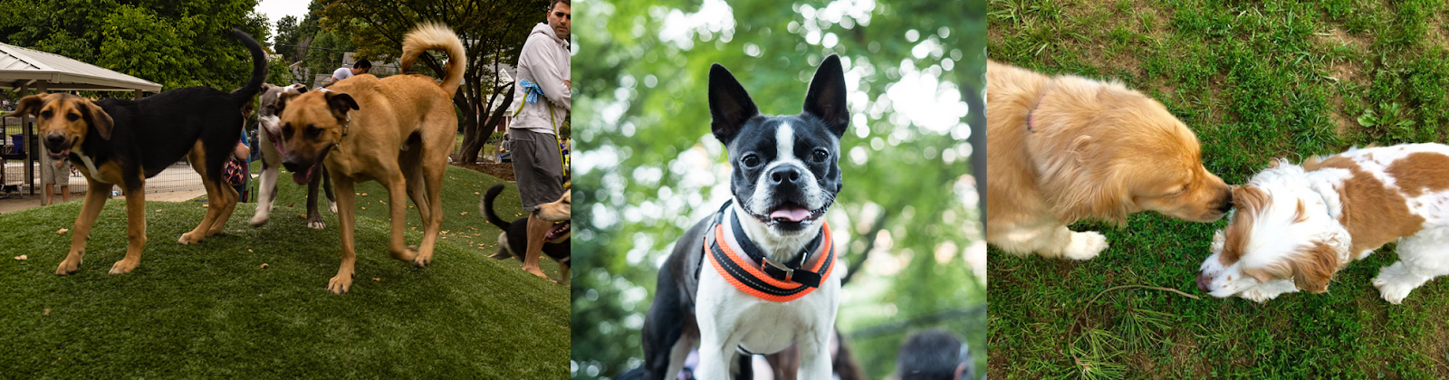 Montgomery County Updates: Playful Spaces for your Pup