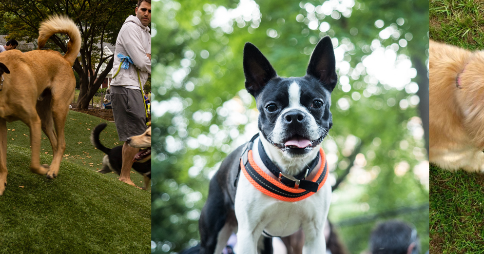 Montgomery County Updates: Playful Spaces for your Pup