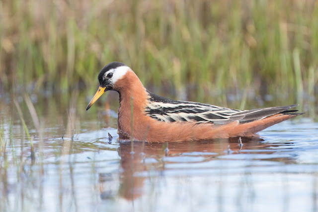 Alaska - 12th June (Day 16) | Focusing on Wildlife