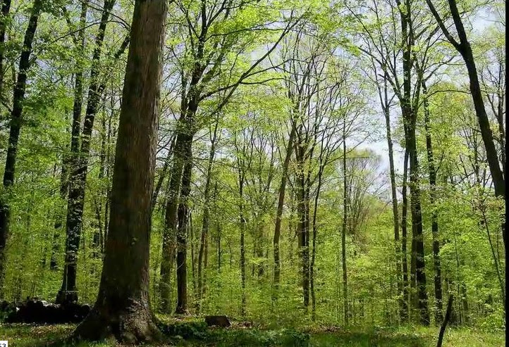 Springfield Plateau: Time Lapse Forest
