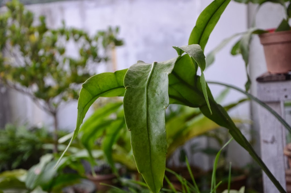 My little vegetable garden: Bakawali Epiphyllum oxypetalum flowering ...