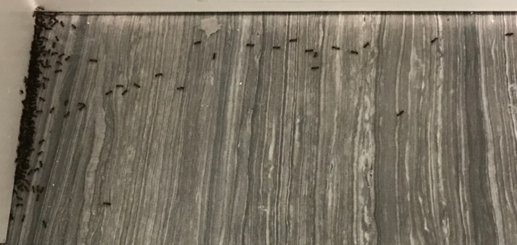 Ant control by little black sugar ants and big black carpenter ant ...